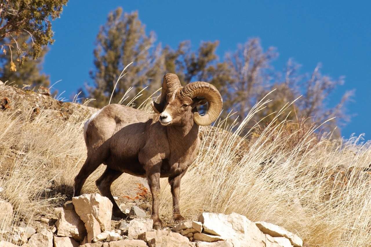 Crearán UABC y CONANP "Santuario Cimarrón", para proteger la especie ...