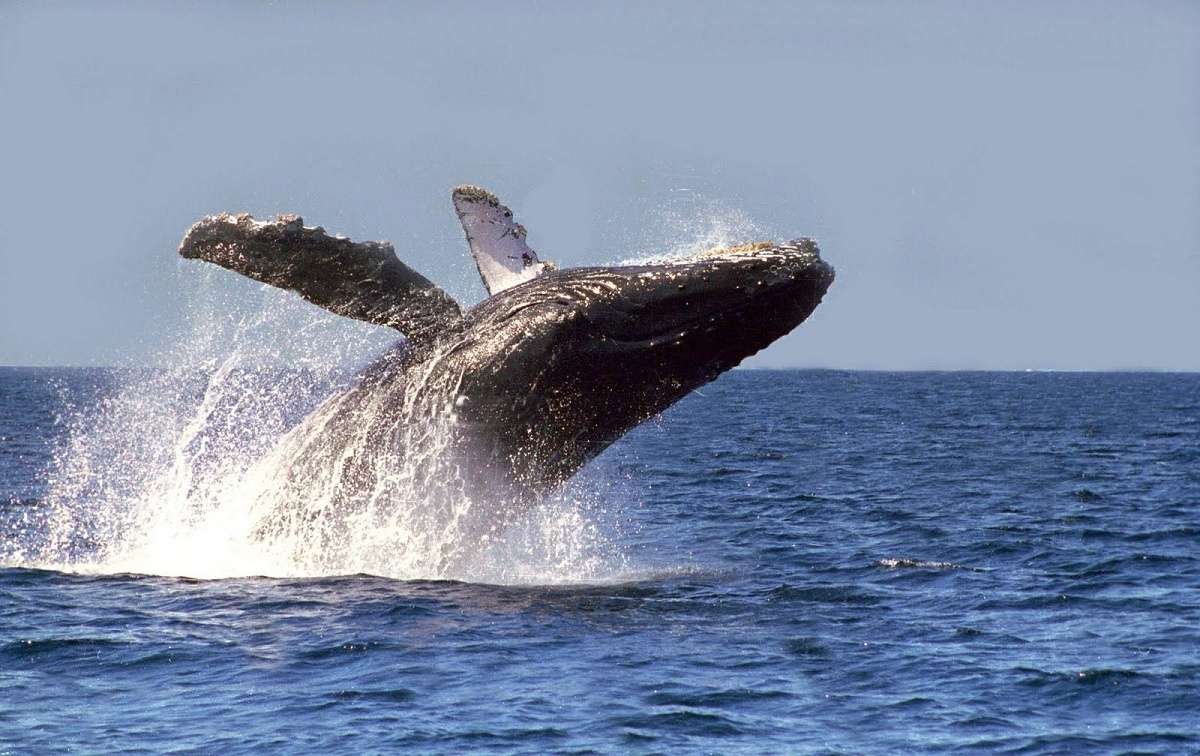 Continúan viajes para Avistamiento de la Ballena Gris | En Contraste News